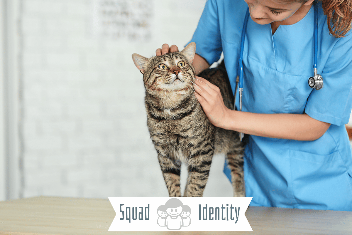200+ Cool & Catchy Cat Team Names For Your Cute Squad