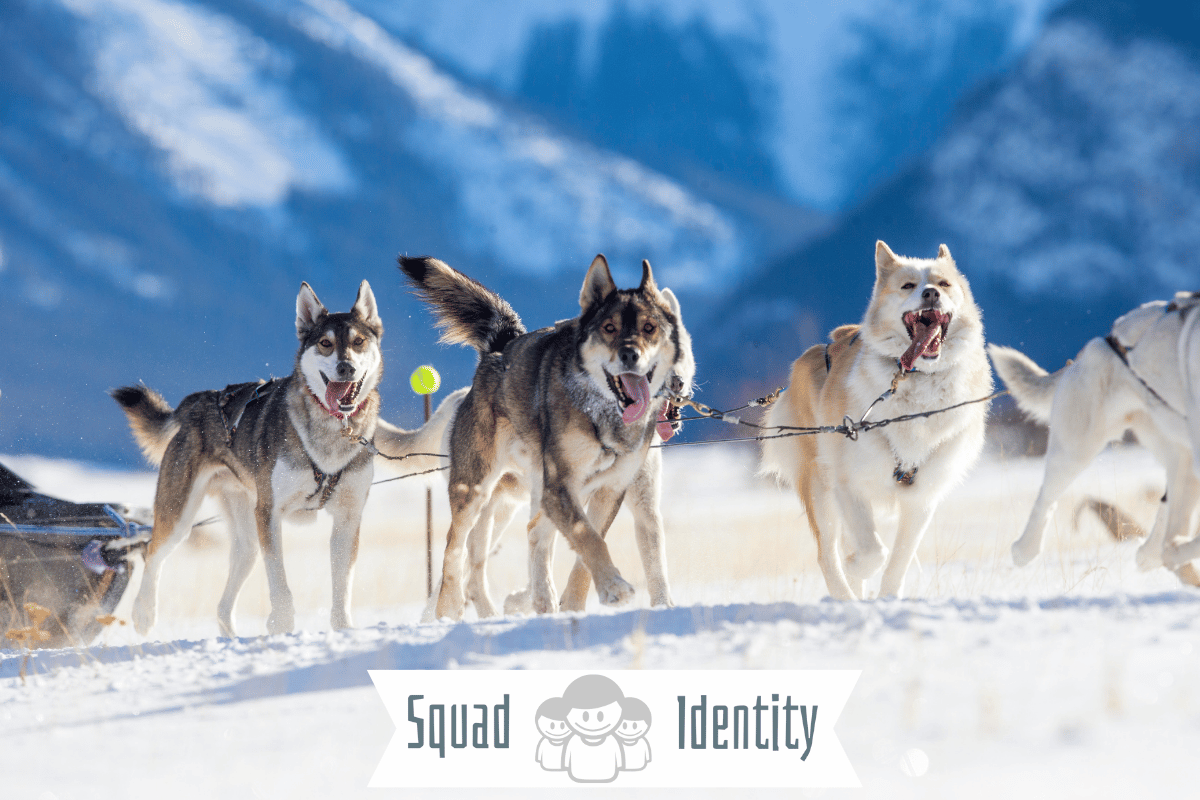 250+ Cool & Catchy Dog Team Names For Your Badass Squad